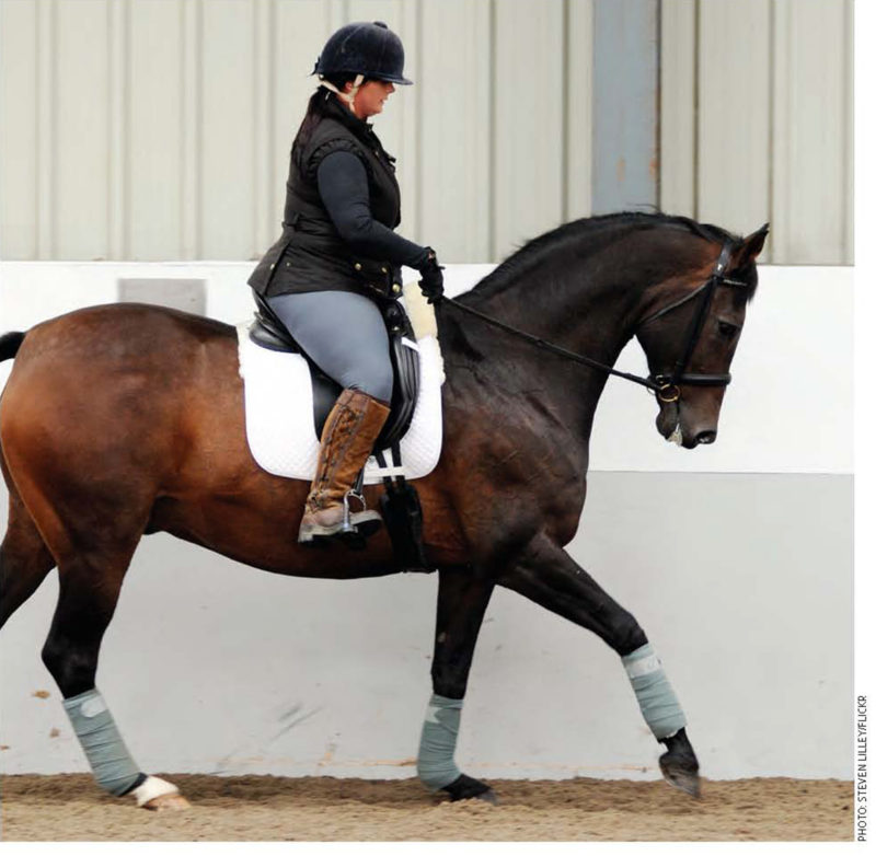Saddle Fit and the Heavier Rider • Schleese