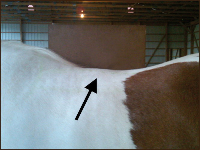 Saddle Fit and Bumps and Blisters • Schleese