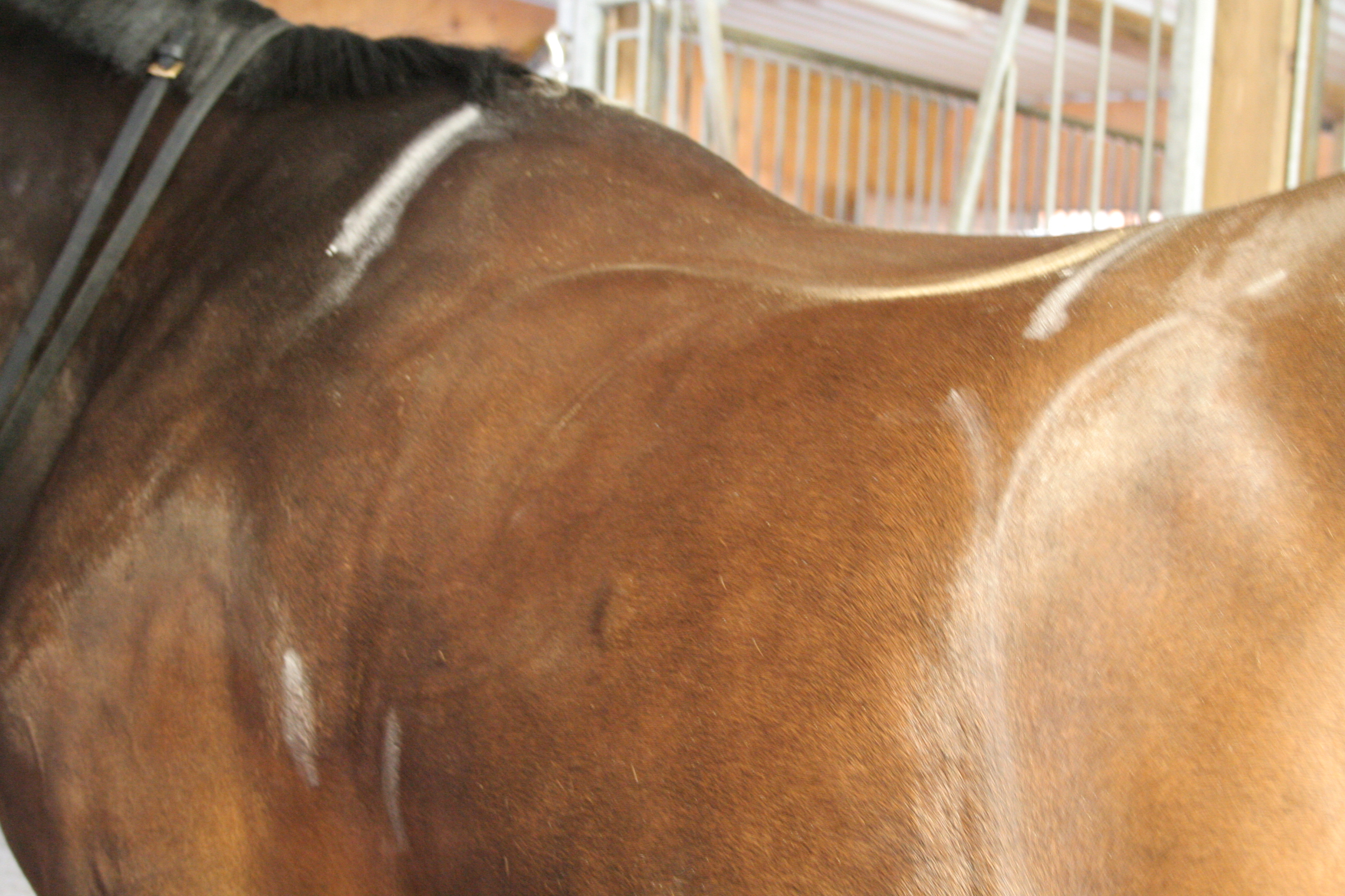 Saddle Fit / Saddle Length - How Long is Too Long? Tip 7 • Schleese