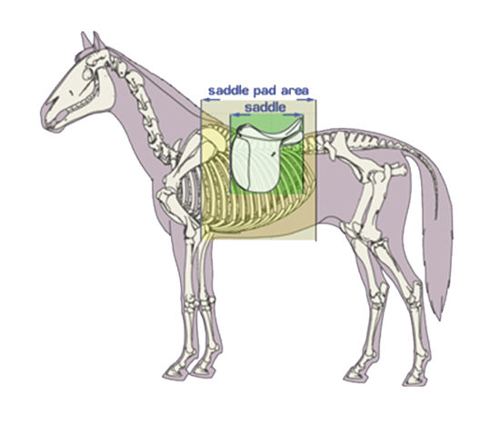 Saddle Fit / Saddle Length - How Long is Too Long? Tip 7 • Schleese