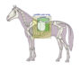 Saddle Fit / Saddle Length - How Long is Too Long? Tip 7 • Schleese
