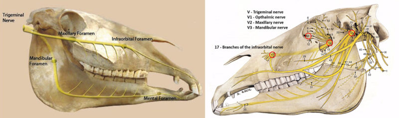 Fitting a Bridle Properly - Part II • Schleese