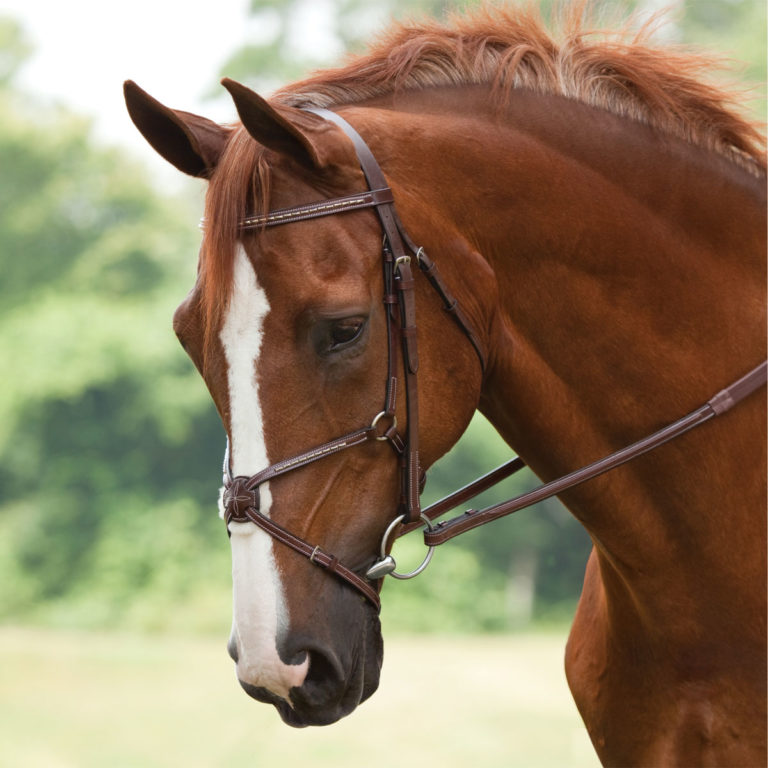 Bridle Choices - Pros and Cons • Schleese