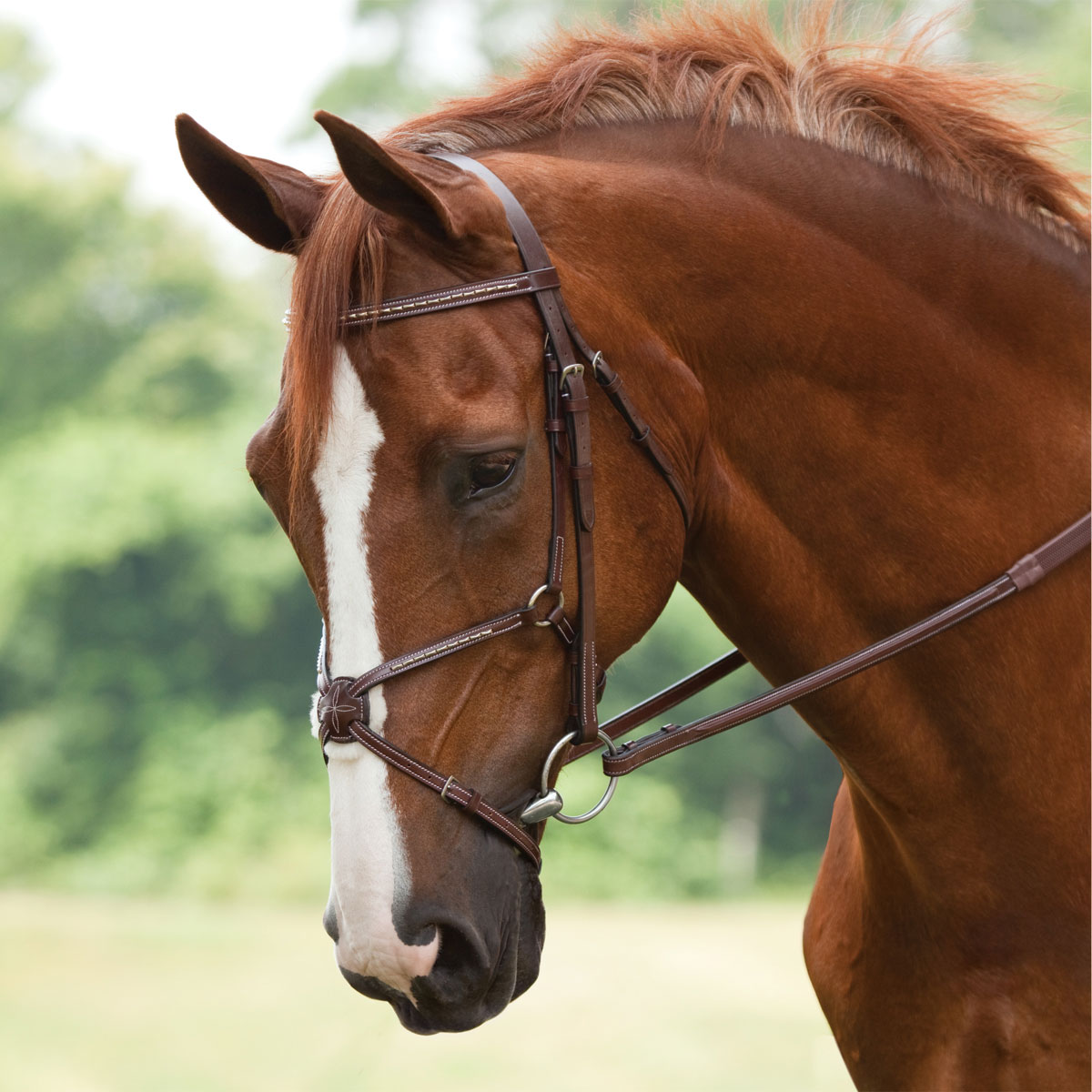 Bridle Choices - Pros and Cons • Schleese