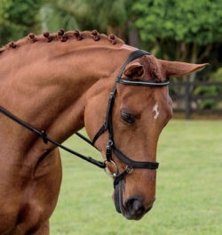 Bridle Choices - Pros and Cons • Schleese