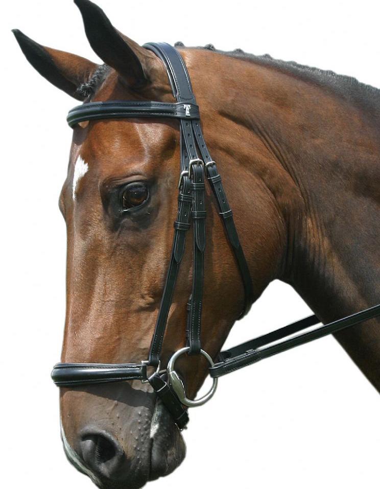 Bridle Choices - Pros and Cons • Schleese