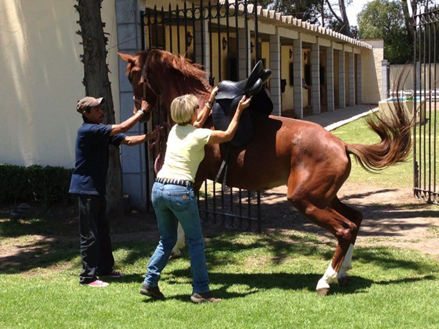 Schleese Saddlery – Where Fit is Everything! • Schleese