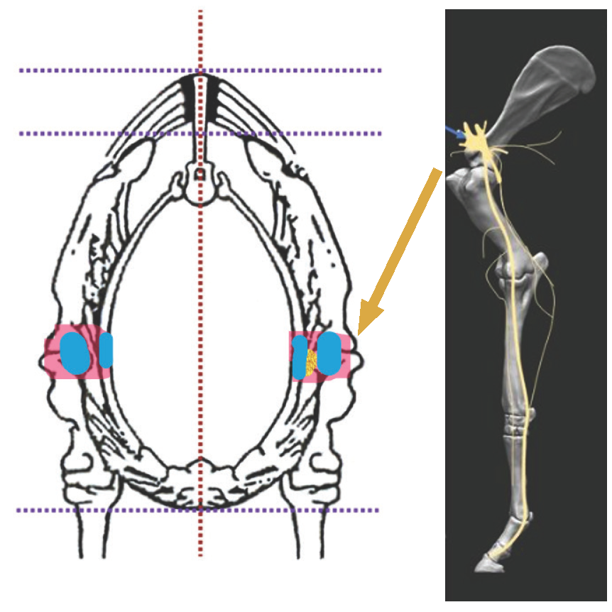 Revolutionary Therapeutic Panel • Schleese